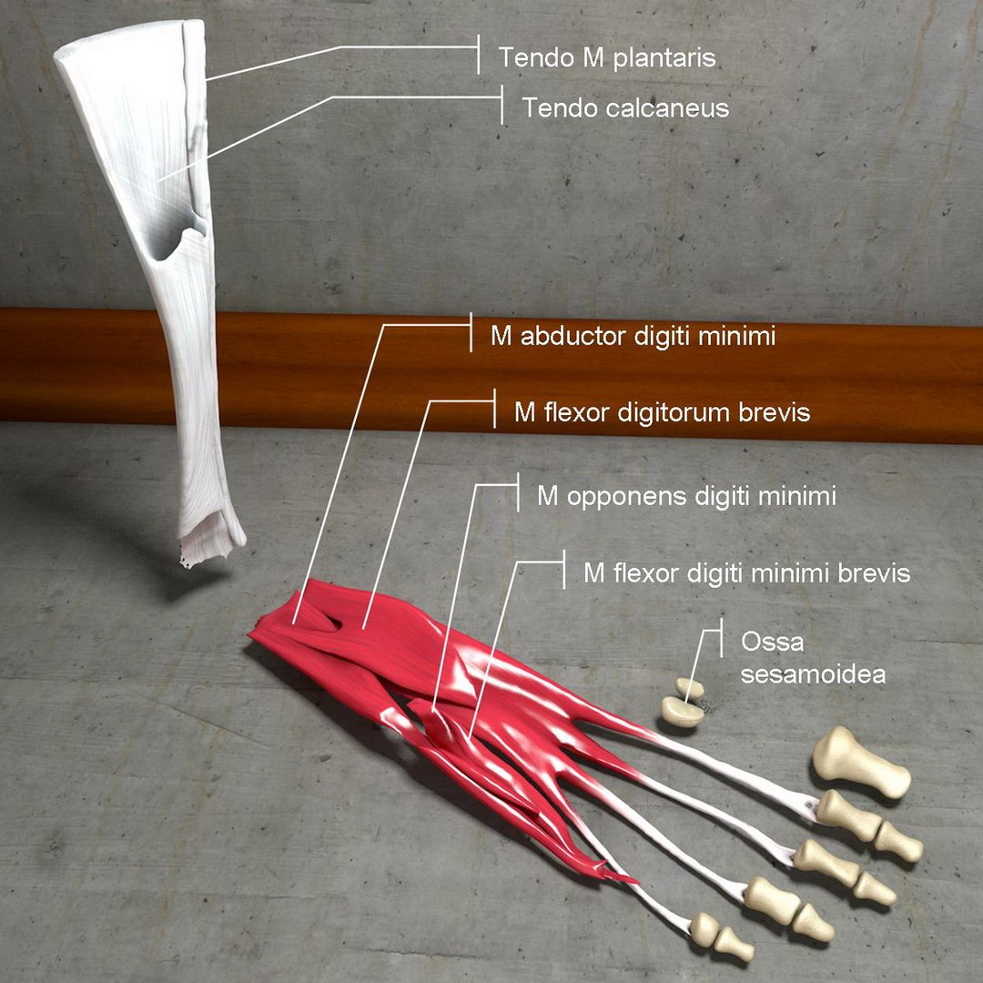 human ligament 3d model