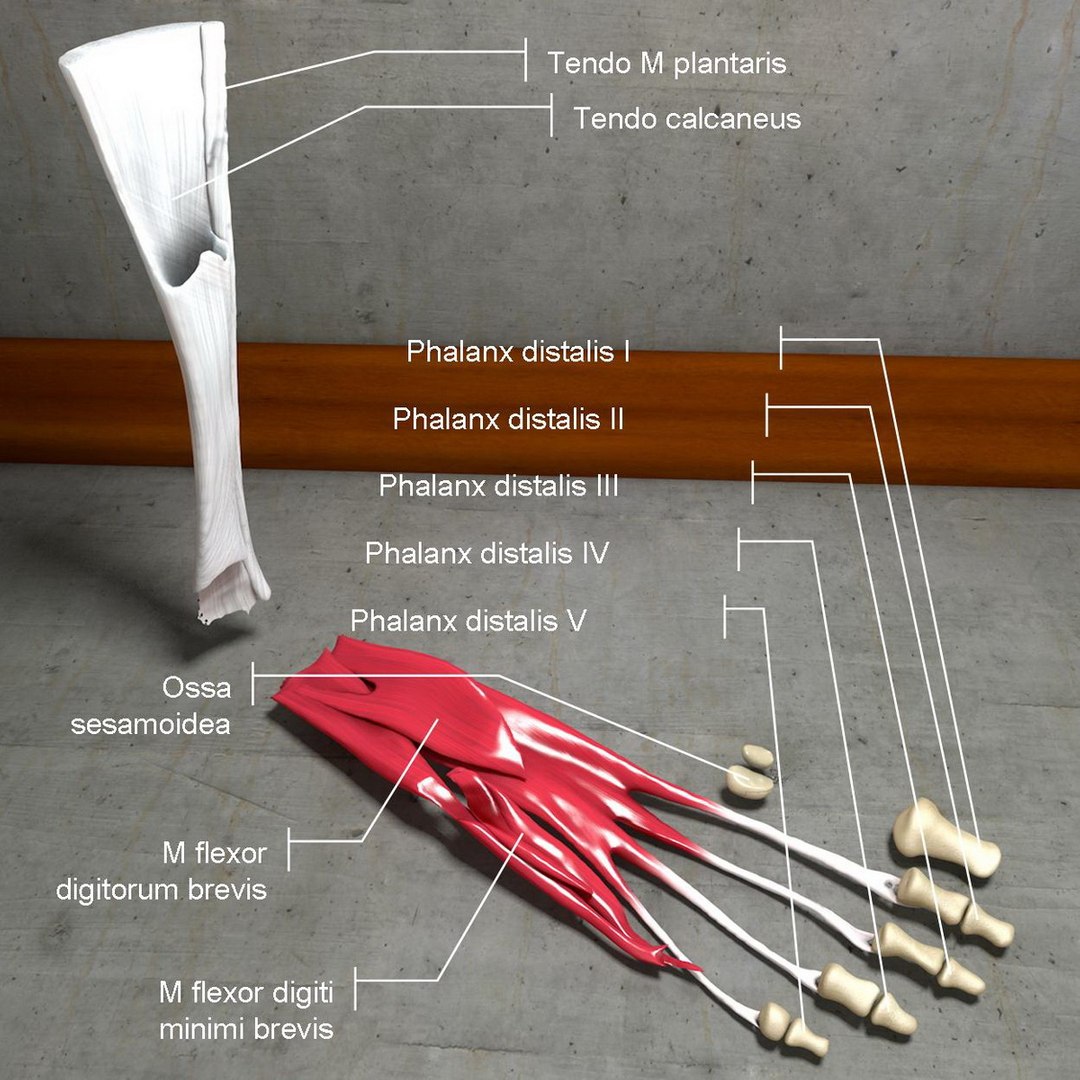 human ligament 3d model
