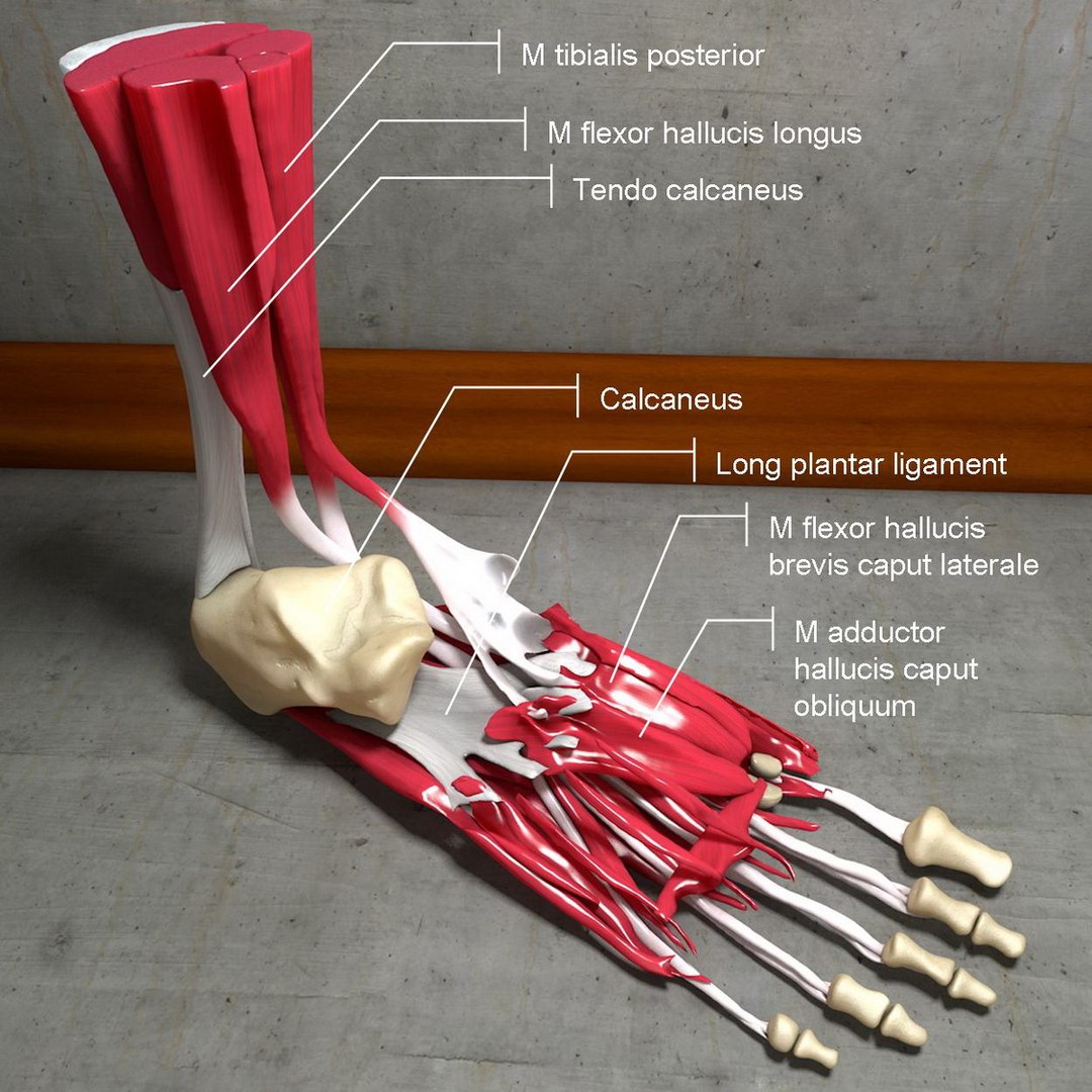 Human Ligament 3d Model