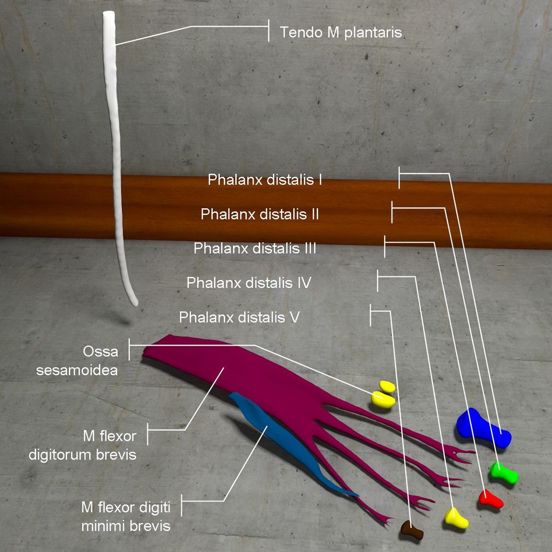 human ligament 3d model