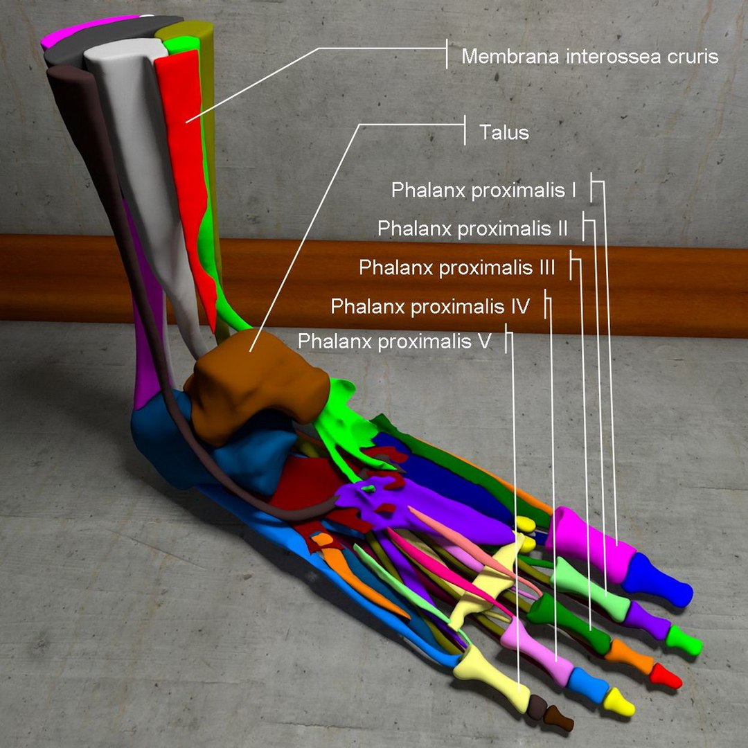 human ligament 3d model