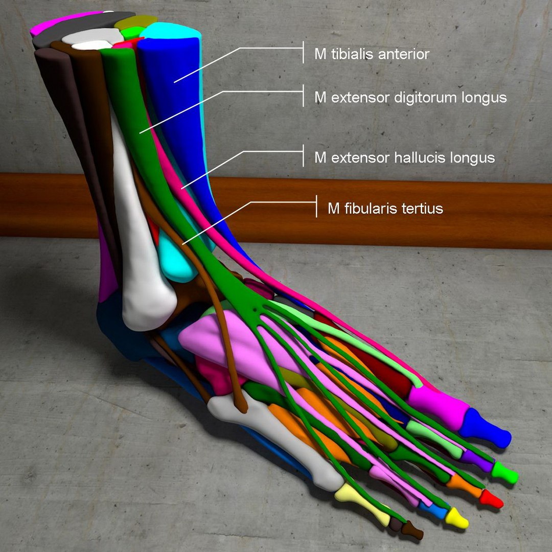 human ligament 3d model