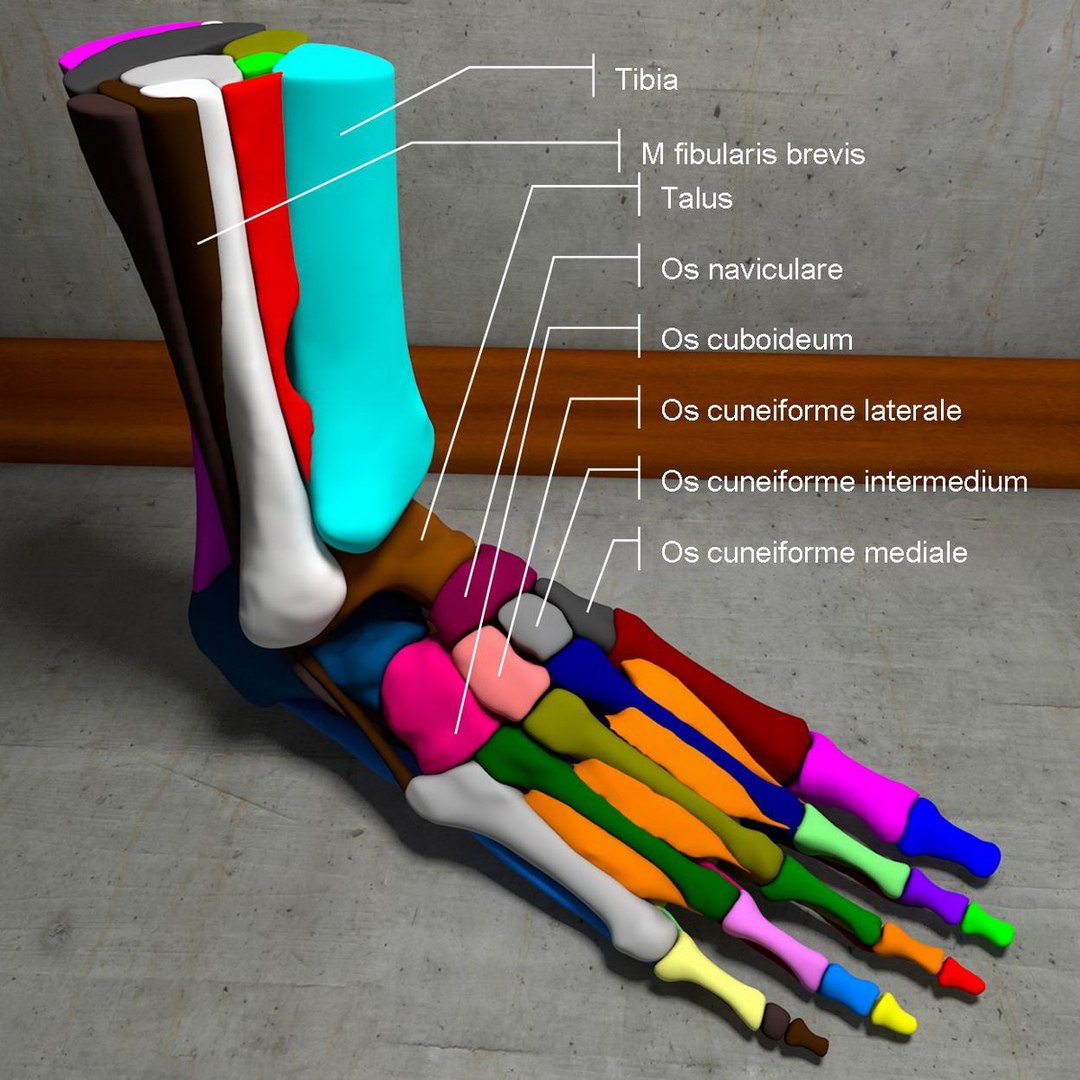 human ligament 3d model