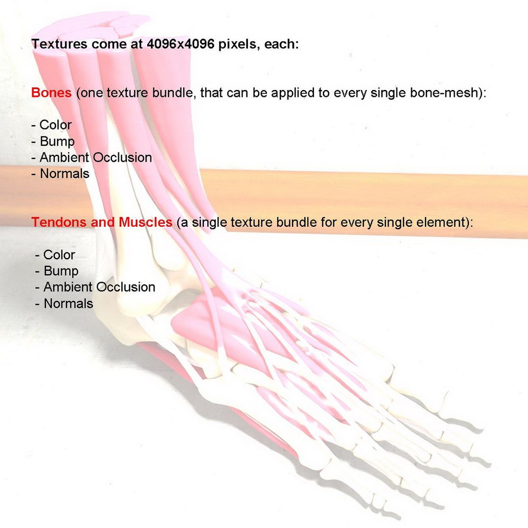 human ligament 3d model