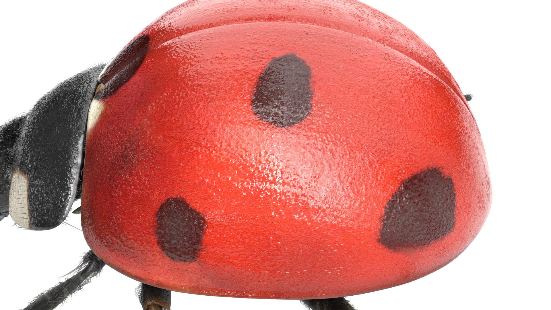 3D Ladybug Lady Bug - TurboSquid 1540801
