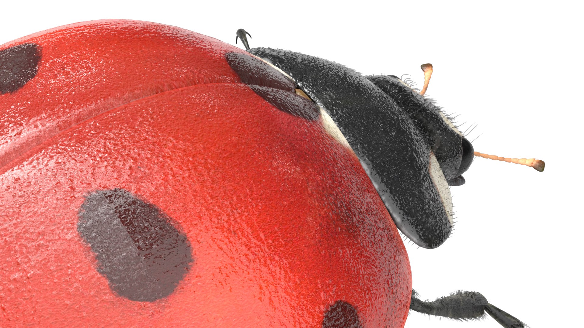 3D Ladybug Lady Bug - TurboSquid 1540801