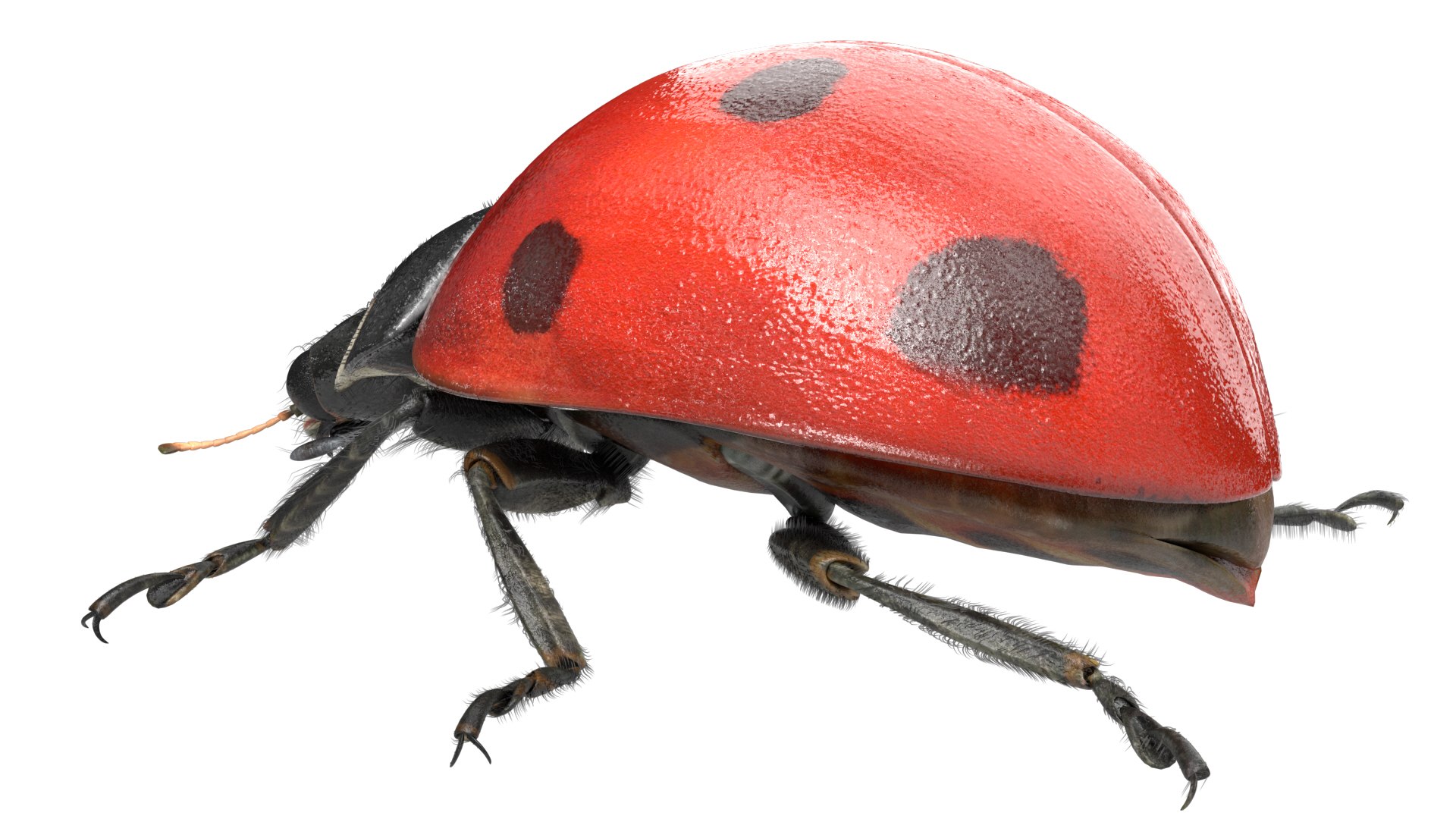 3D Ladybug Lady Bug - TurboSquid 1540801