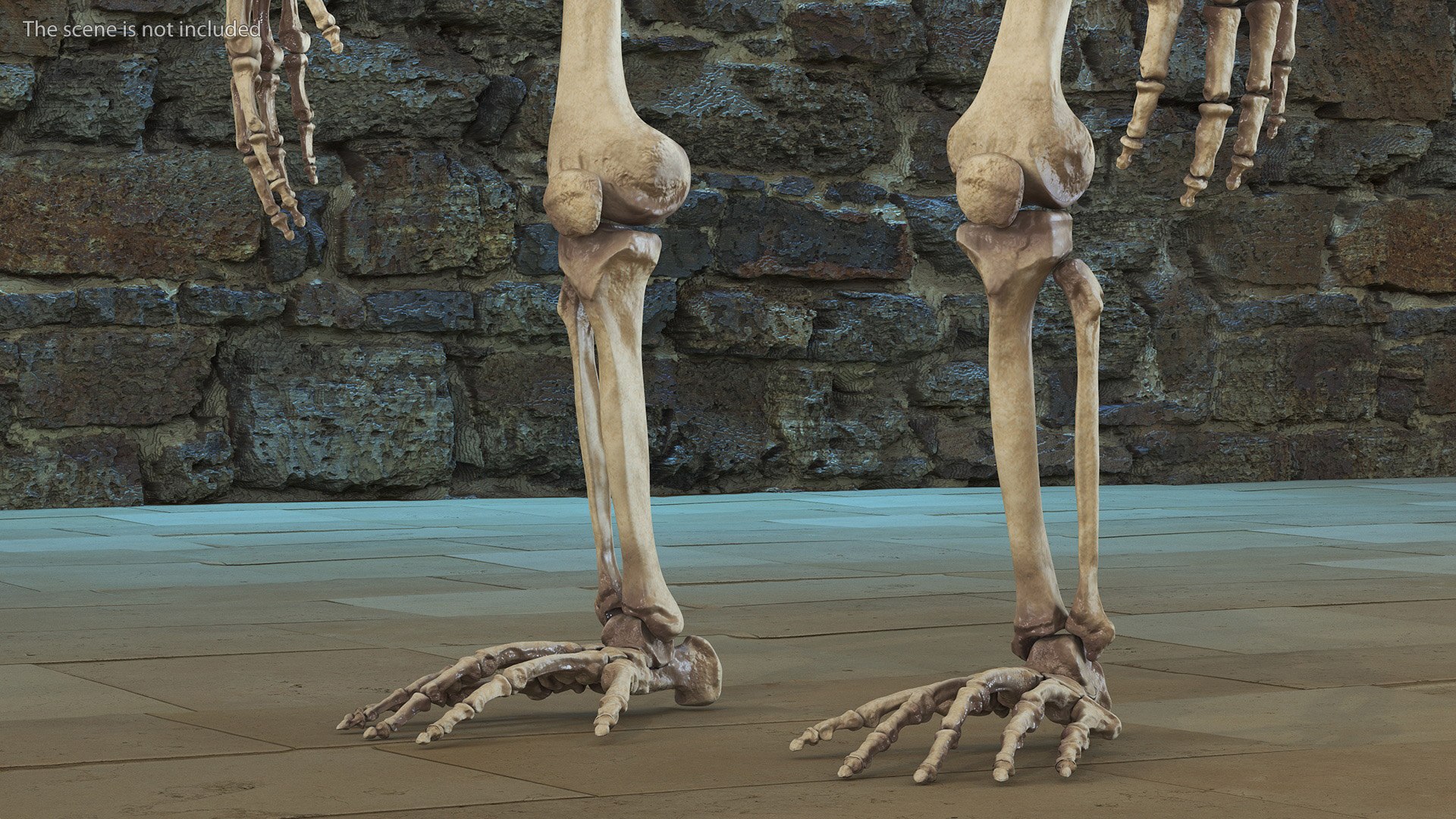 Gorilla Skeleton Rigged for Cinema 4D 3D model - TurboSquid 2062675