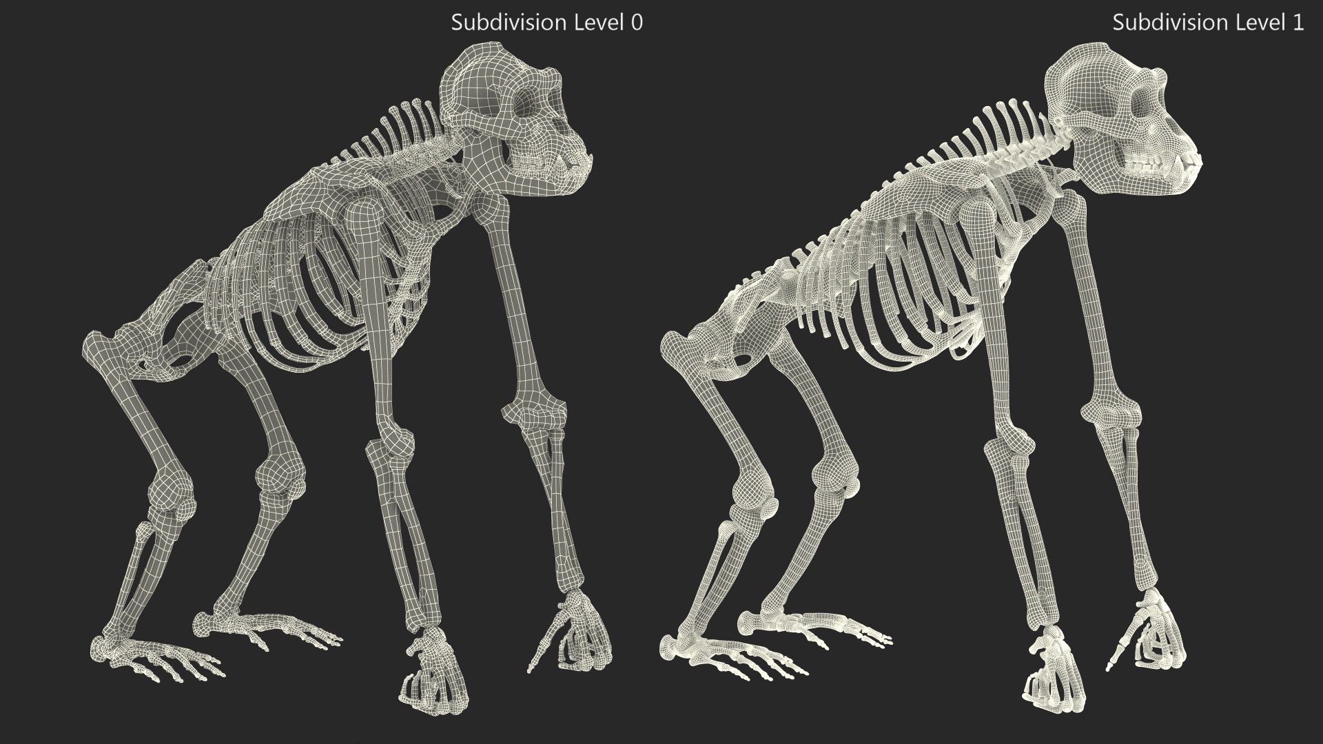 Gorilla Skeleton Rigged for Cinema 4D 3D model - TurboSquid 2062675
