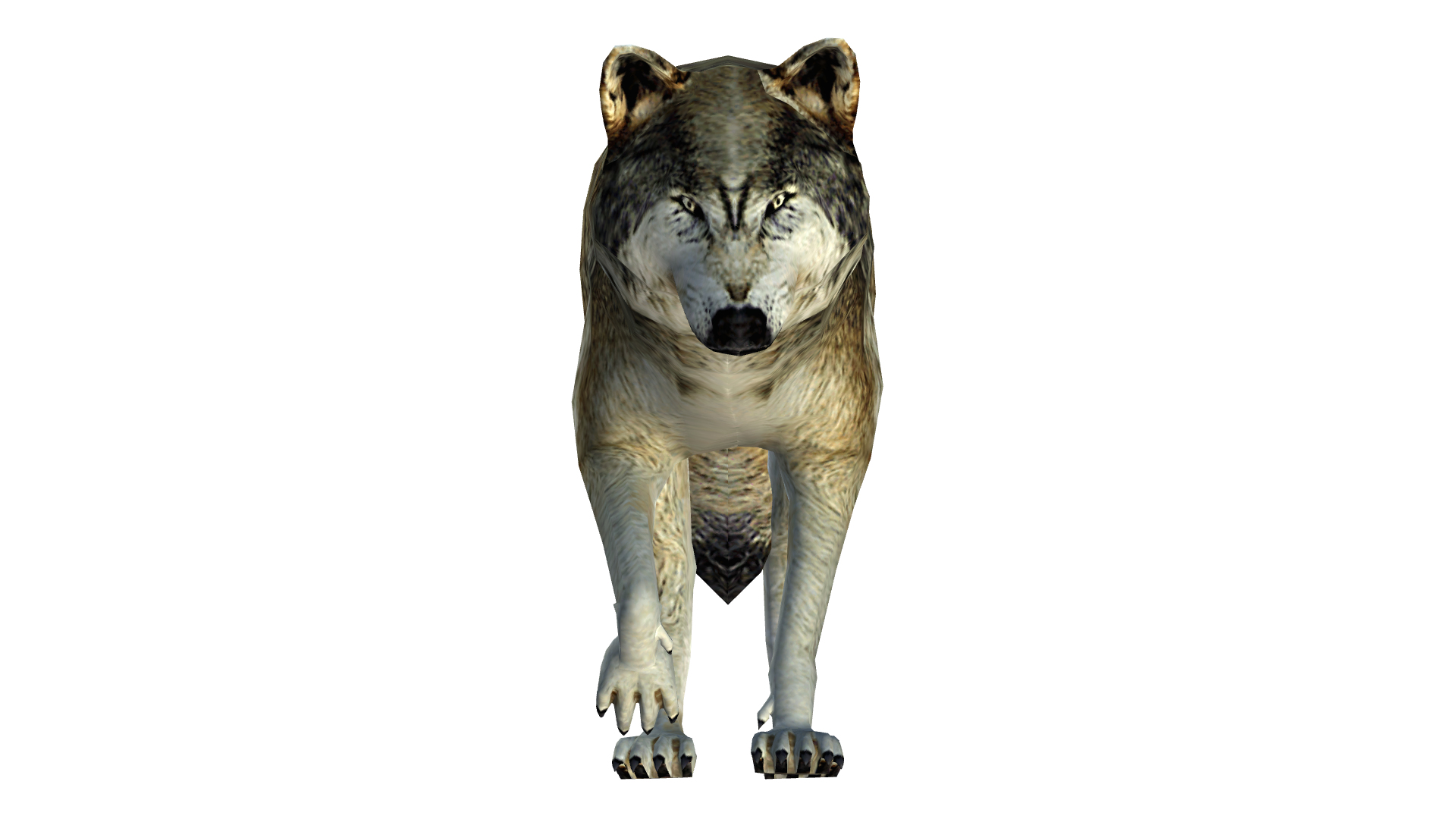 Gray Wolf 3D Model - TurboSquid 1888657