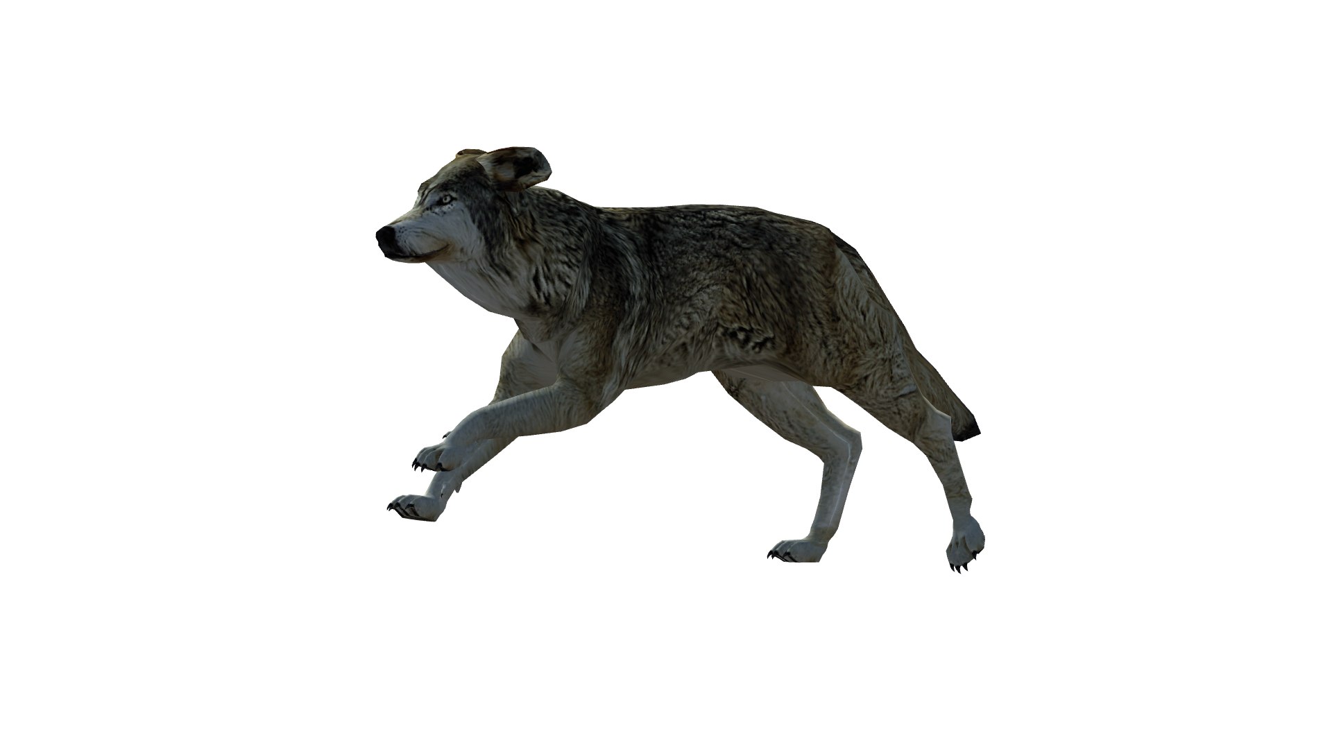 Gray Wolf 3D Model - TurboSquid 1888657