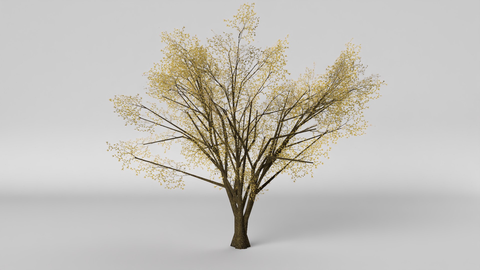 3D Almond Autumn Model - TurboSquid 1619470