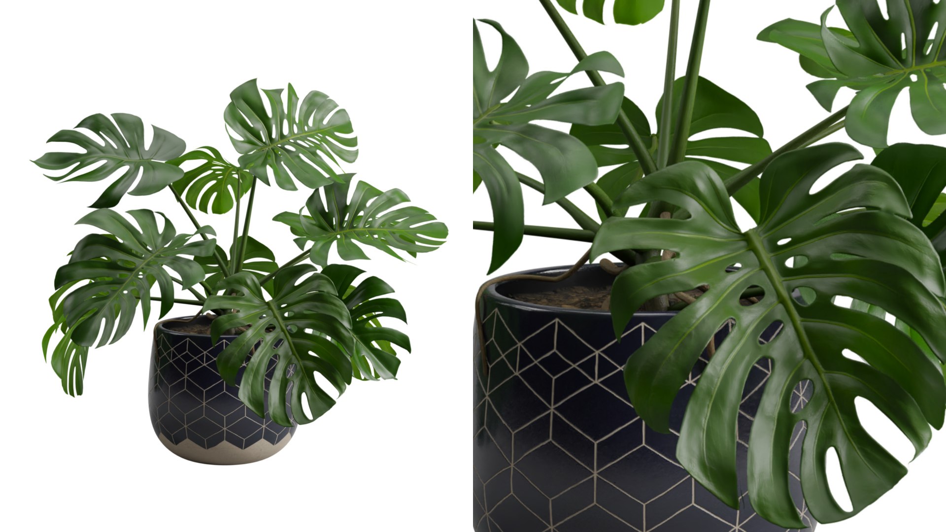 Ceramic Pot Plant Monstera Deliciosa 3D Model - TurboSquid 1986168
