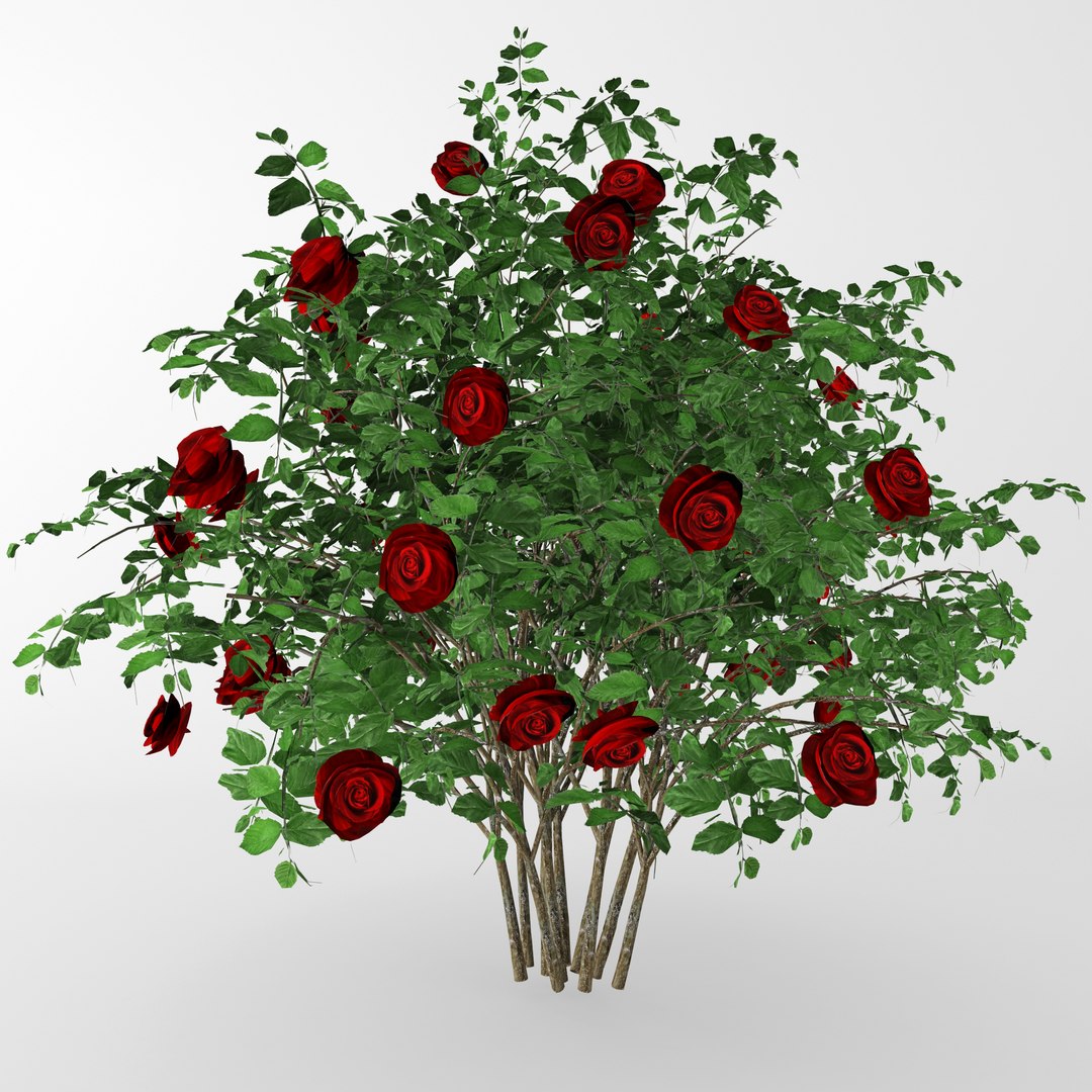 Bush Red Roses 3D Model - TurboSquid 1335933