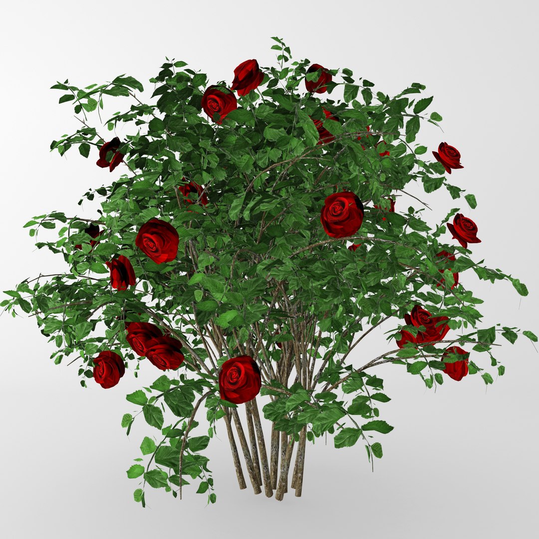 Bush Red Roses 3D Model - TurboSquid 1335933