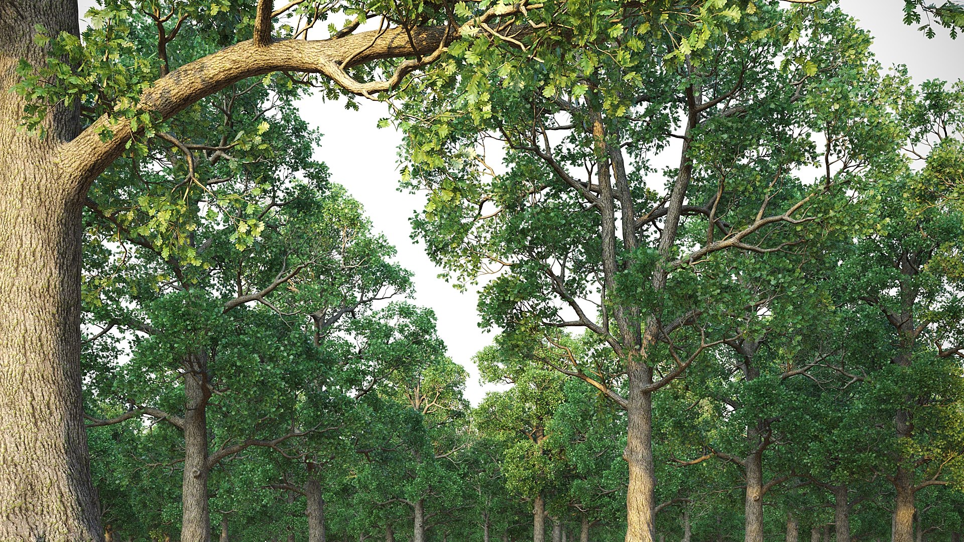 3D White Oak Set Model - TurboSquid 2085875