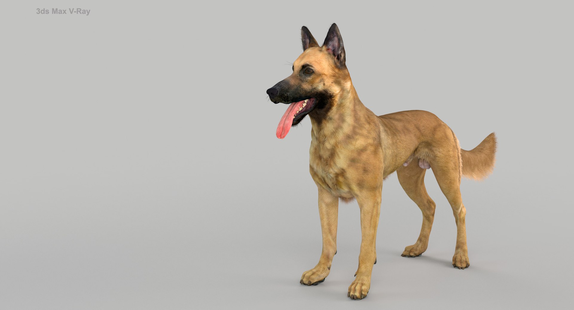belgian shepherd dog fawn max