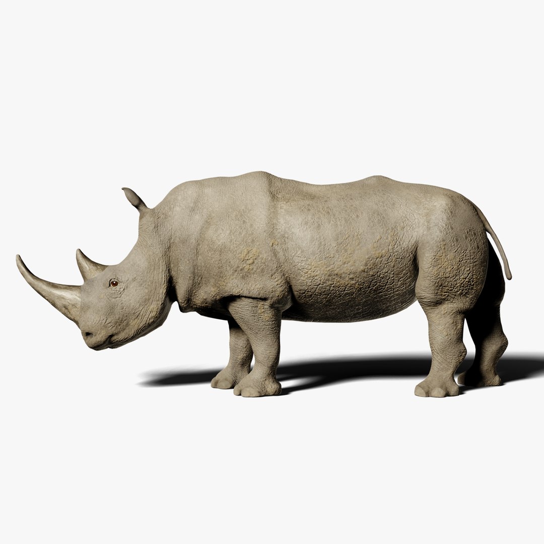 Rhino Rhinoceros 3D Model - TurboSquid 1704189