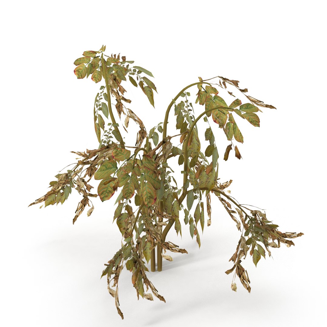 3D Withered Potato Tuber 1 Model - TurboSquid 1774436