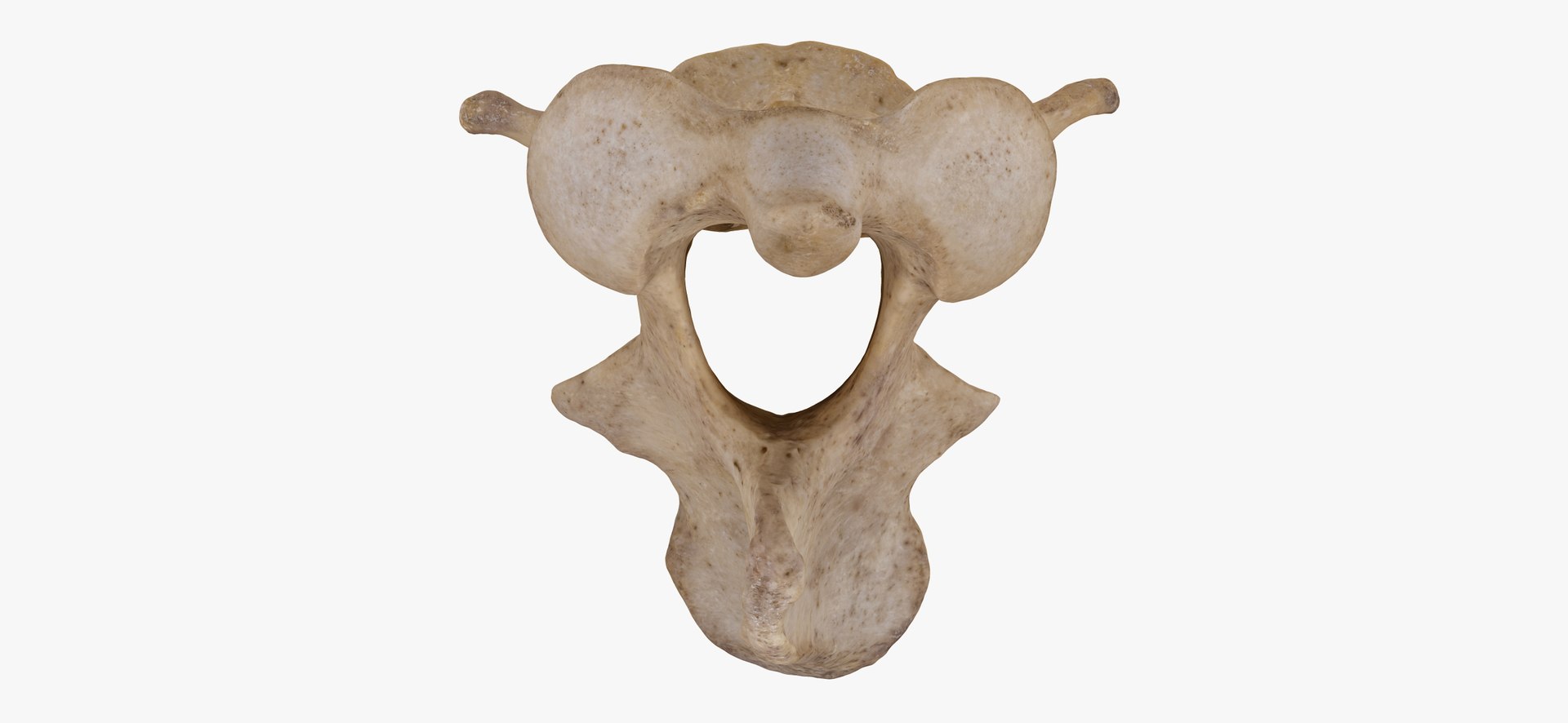 Bear (Ursus) Cervical Vertebrae C2 Axis 01 RAW Scan 3D - TurboSquid 2143218