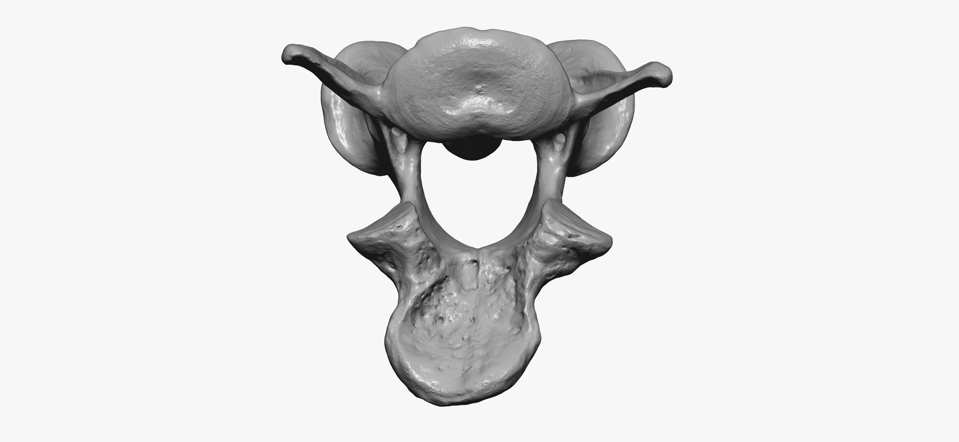 Bear (Ursus) Cervical Vertebrae C2 Axis 01 RAW Scan 3D - TurboSquid 2143218