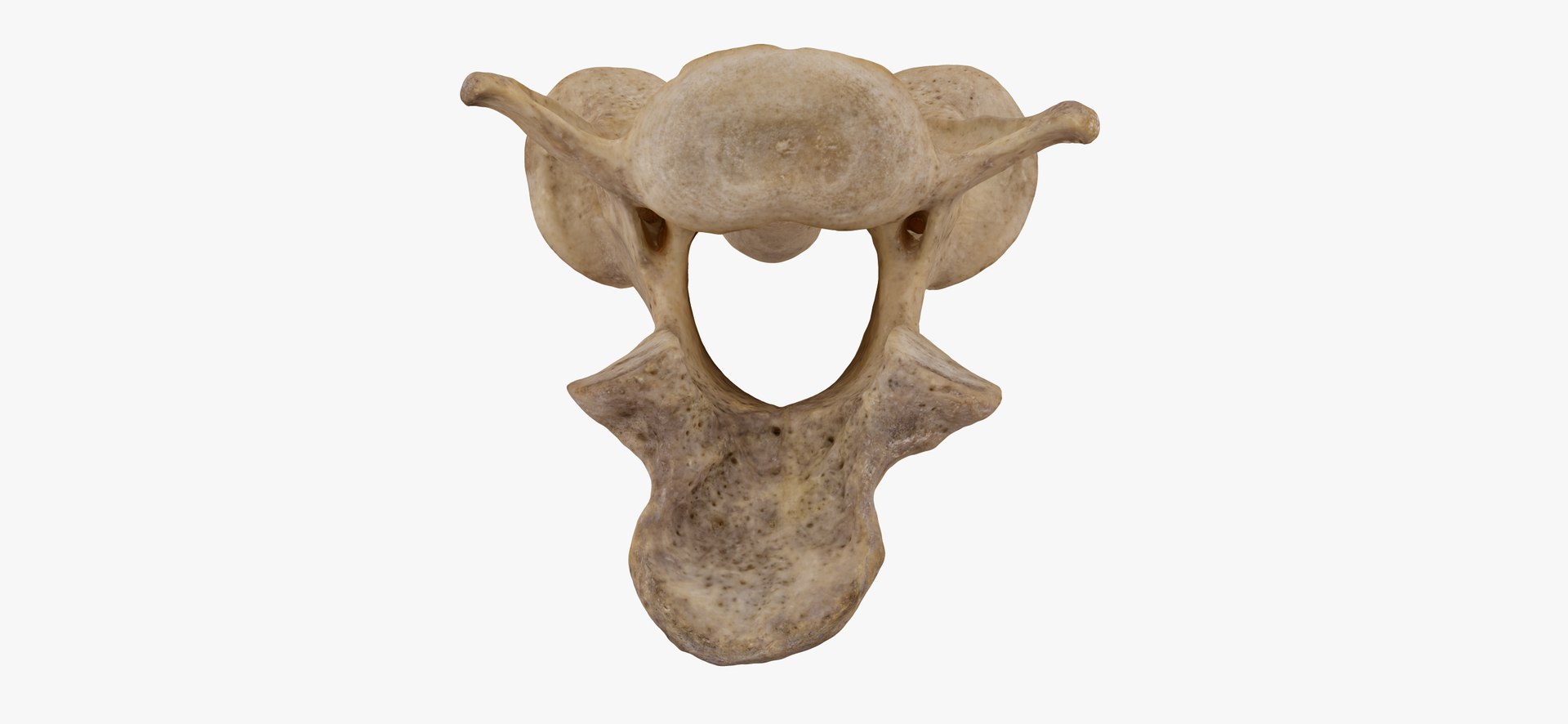 Bear (Ursus) Cervical Vertebrae C2 Axis 01 RAW Scan 3D - TurboSquid 2143218