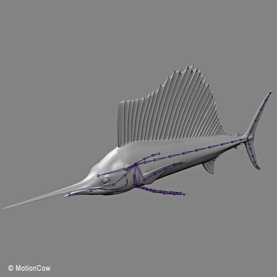 3d Realistic Rigged Dorsal