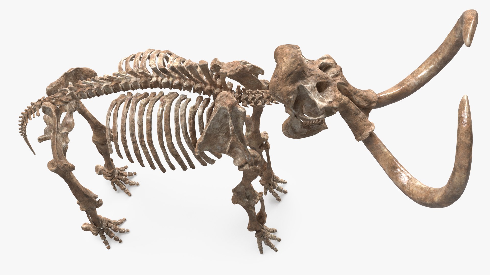 3D Mammoth Skeleton Old Bones Rigged For Modo Model - TurboSquid 1875440
