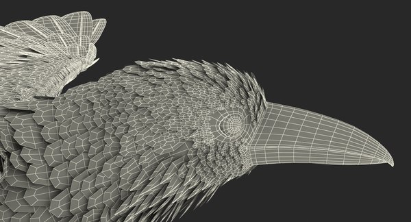 Common raven rigged 3D model - TurboSquid 1304956