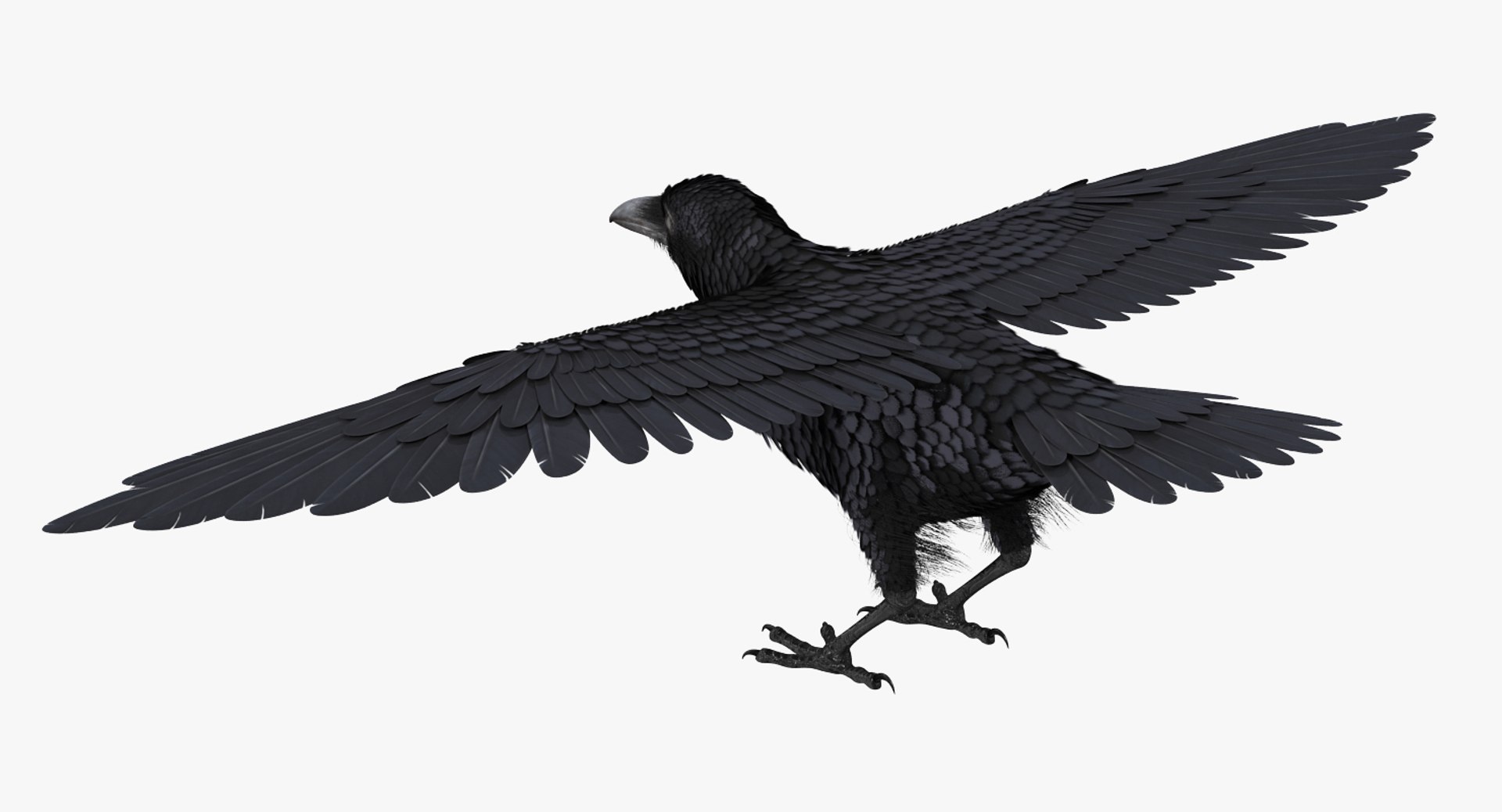 Common Raven Rigged 3D Model - TurboSquid 1304956