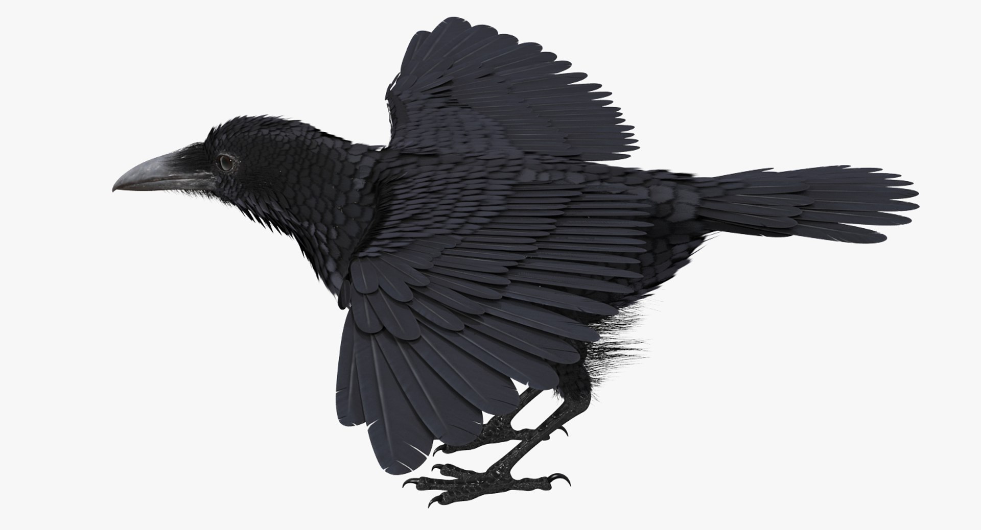 Common Raven Rigged 3D Model - TurboSquid 1304956