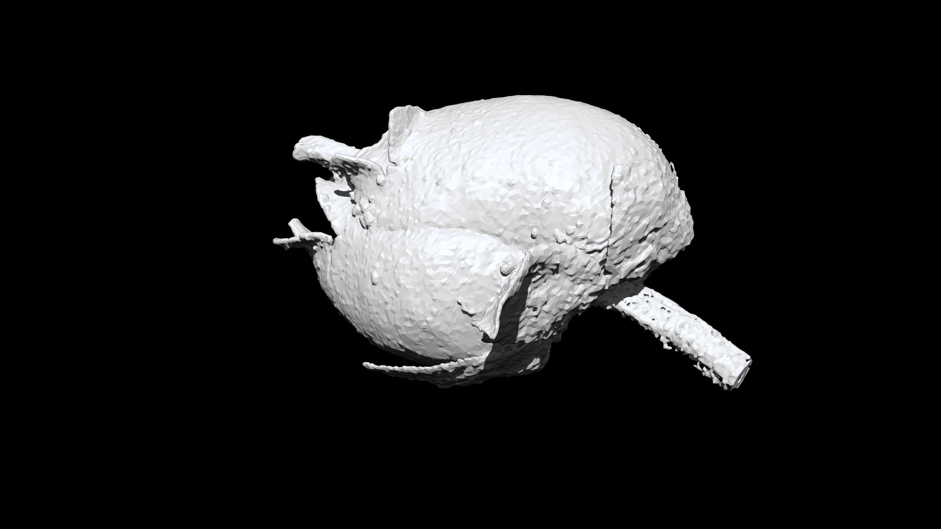 Antirrhinum Majus 3D CT Scan Model Decimate 10 Percent 3D Model ...