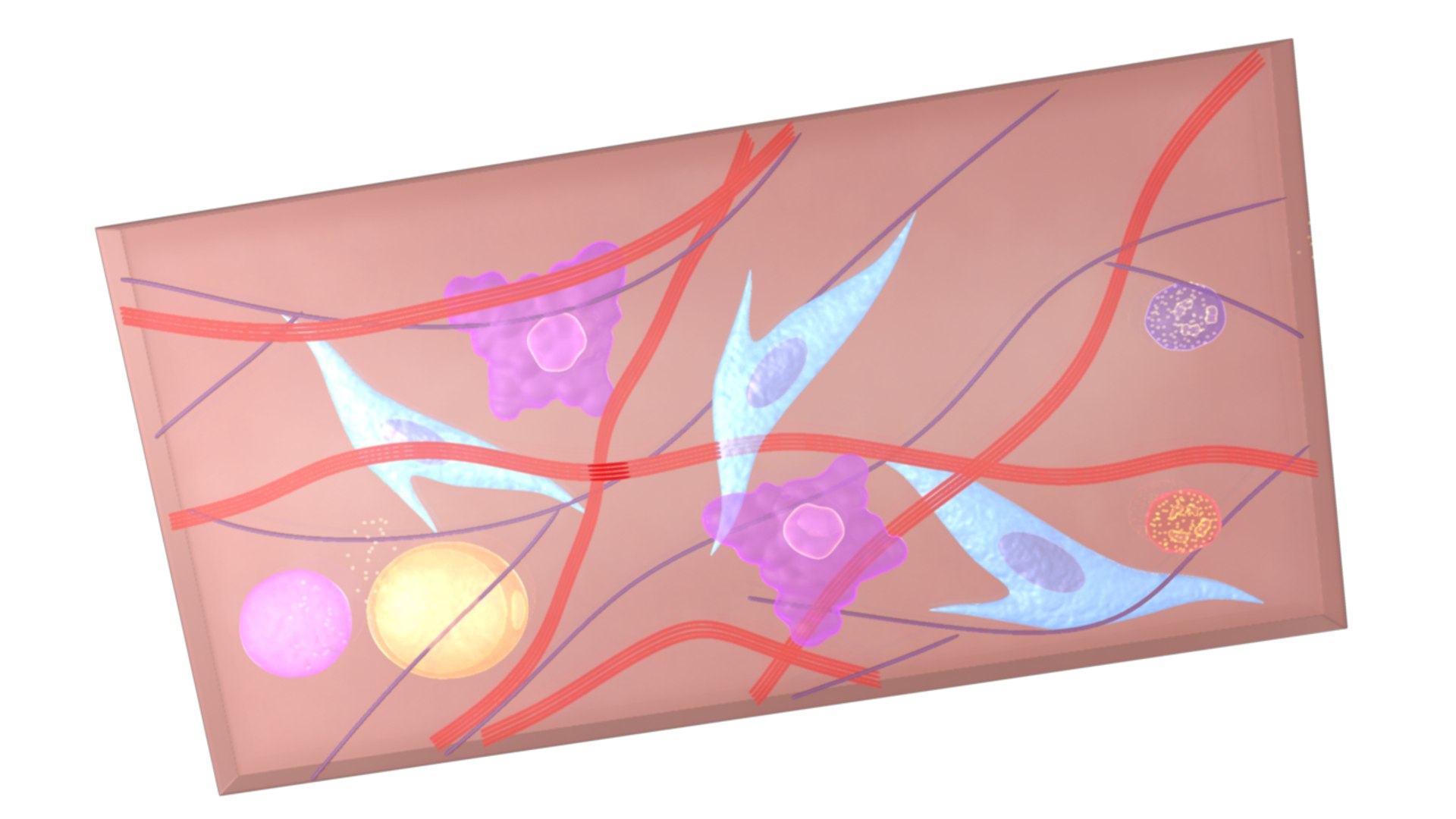 Areolar Connective Tissue 3d Obj