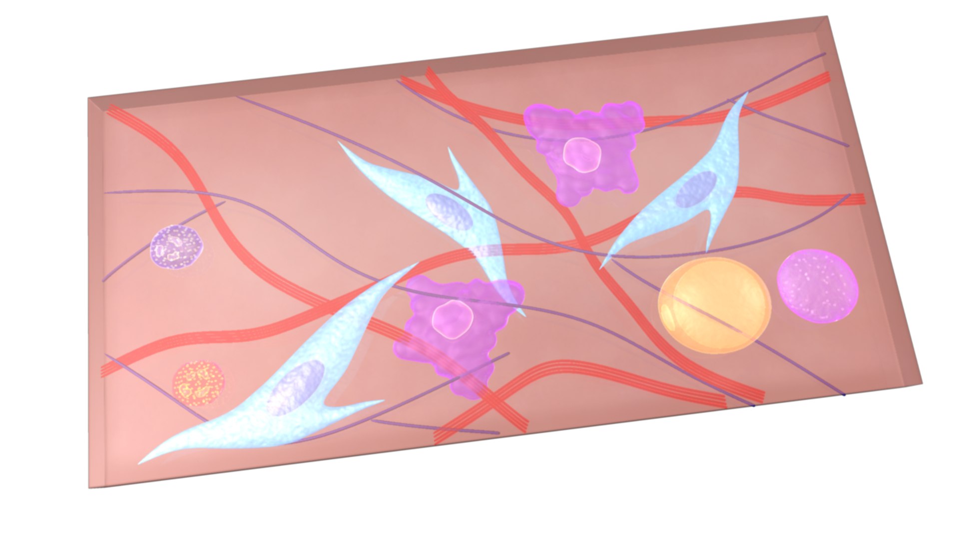 Areolar Connective Tissue 3d Obj