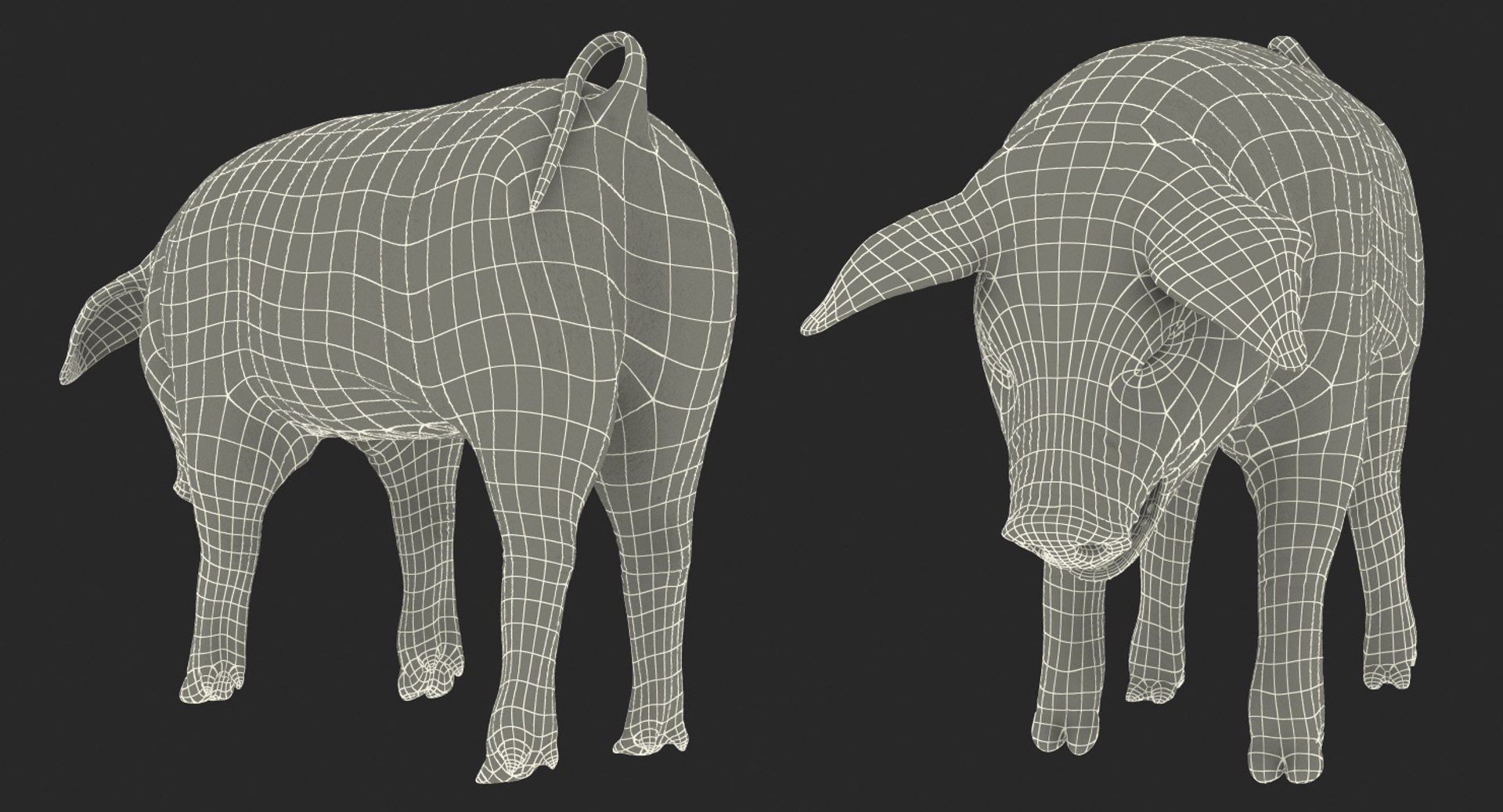 3D Pig Piglet Pietrain Standing - TurboSquid 1350935