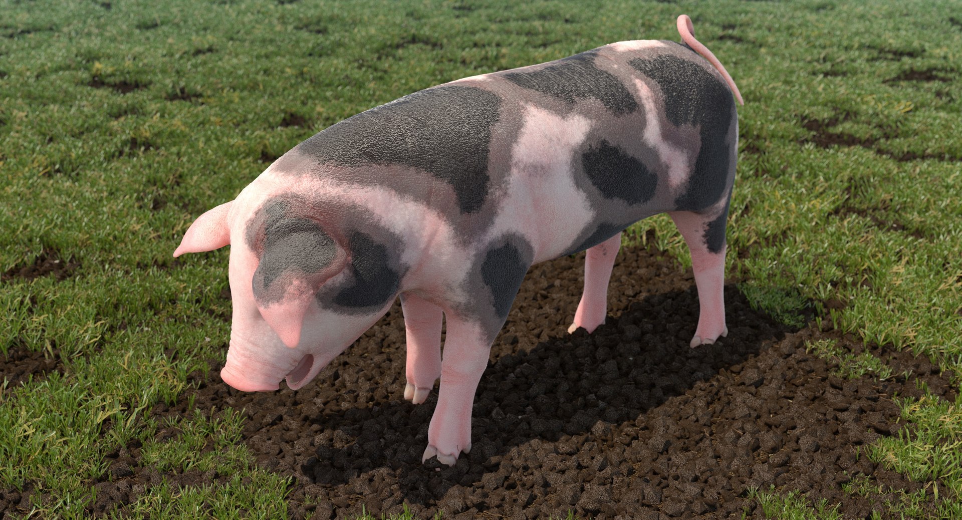 3D Pig Piglet Pietrain Standing - TurboSquid 1350935