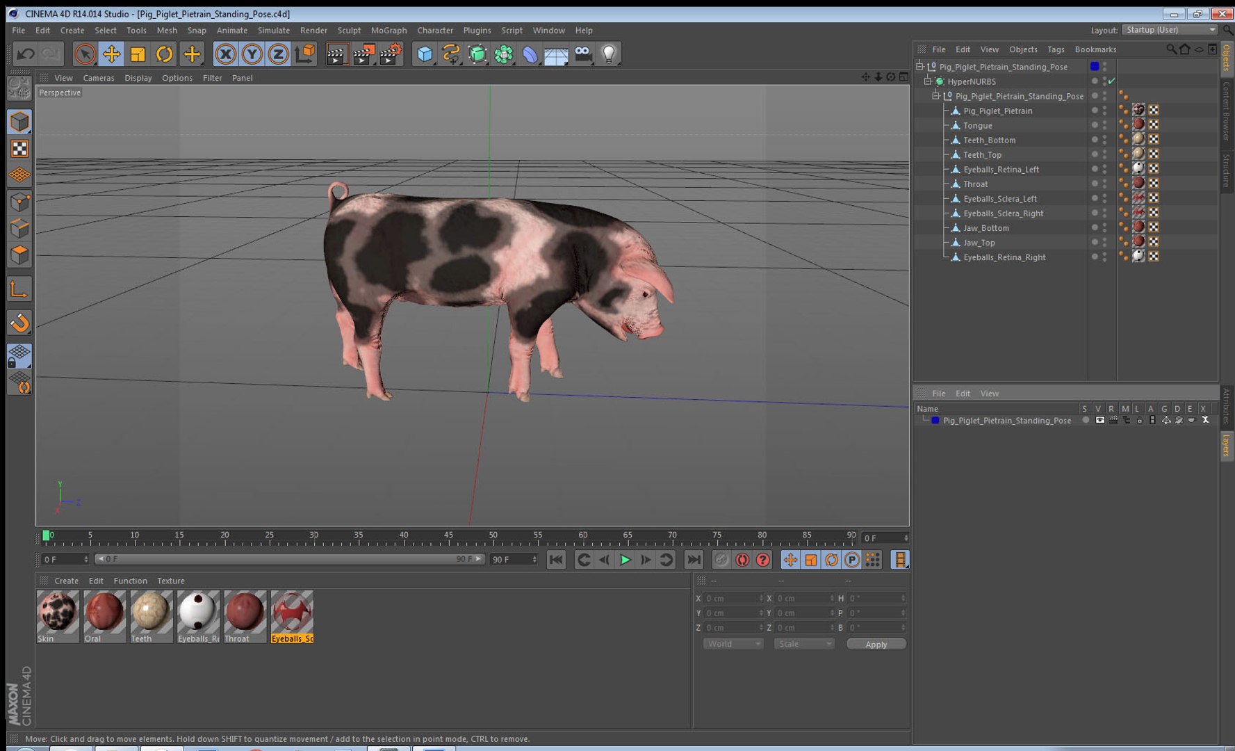 3D Pig Piglet Pietrain Standing - TurboSquid 1350935