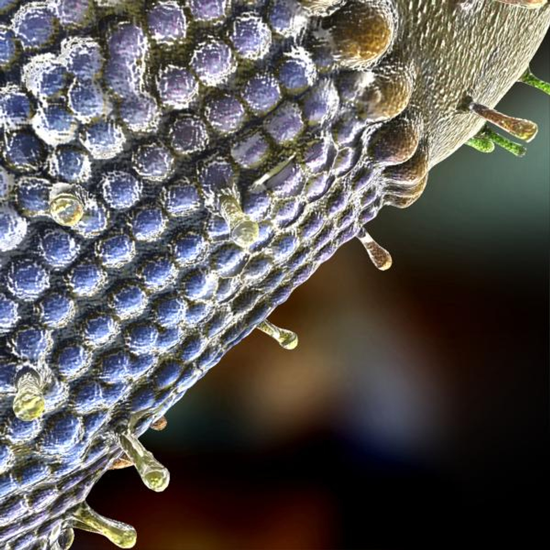 rabies virus 3d model