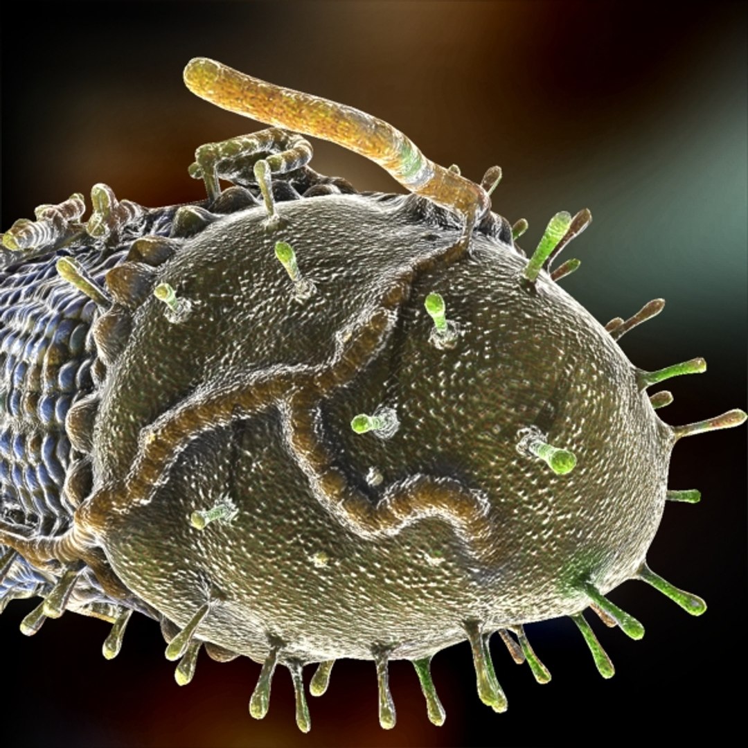 Rabies Virus 3d Model