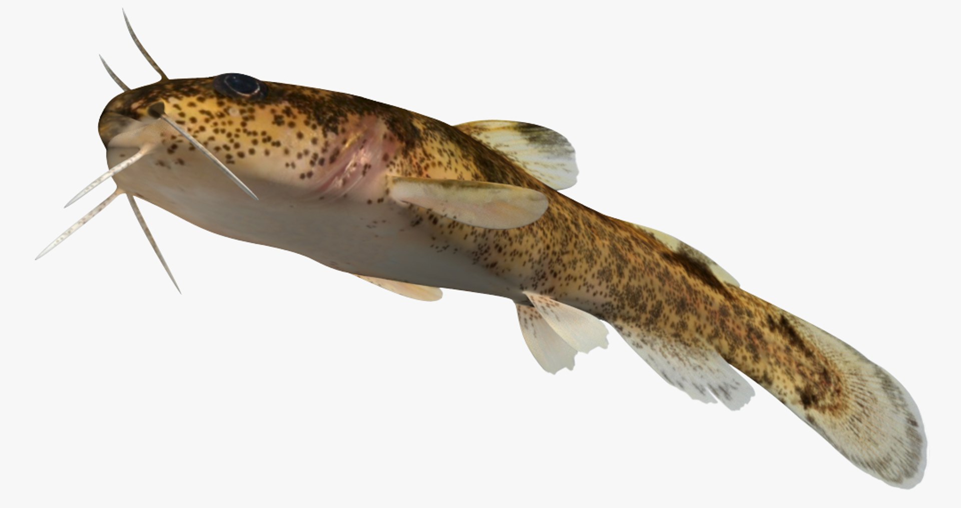 Noturus Miurus Brindled Madtom 3D | 1145032 | TurboSquid