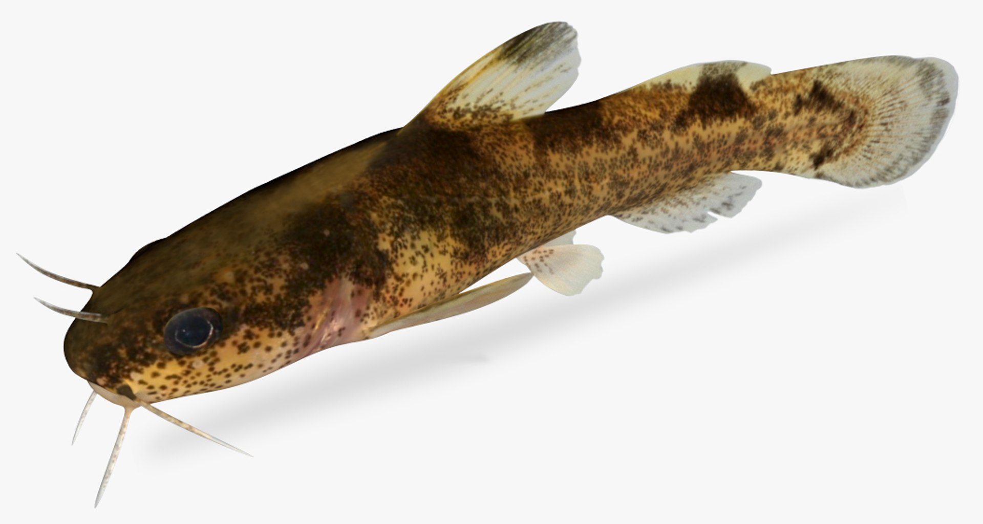 Noturus Miurus Brindled Madtom 3D | 1145032 | TurboSquid