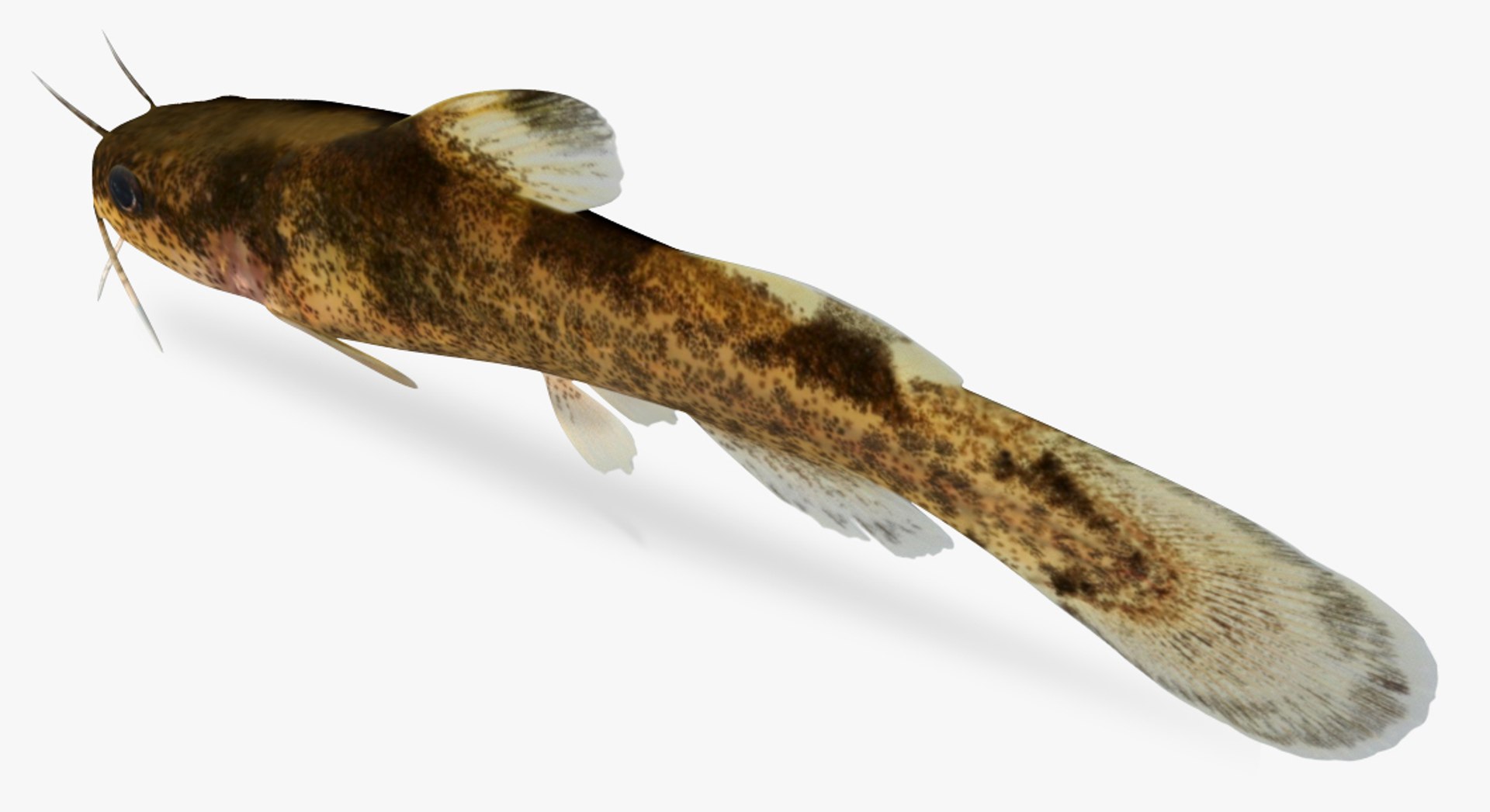 Noturus Miurus Brindled Madtom 3D | 1145032 | TurboSquid