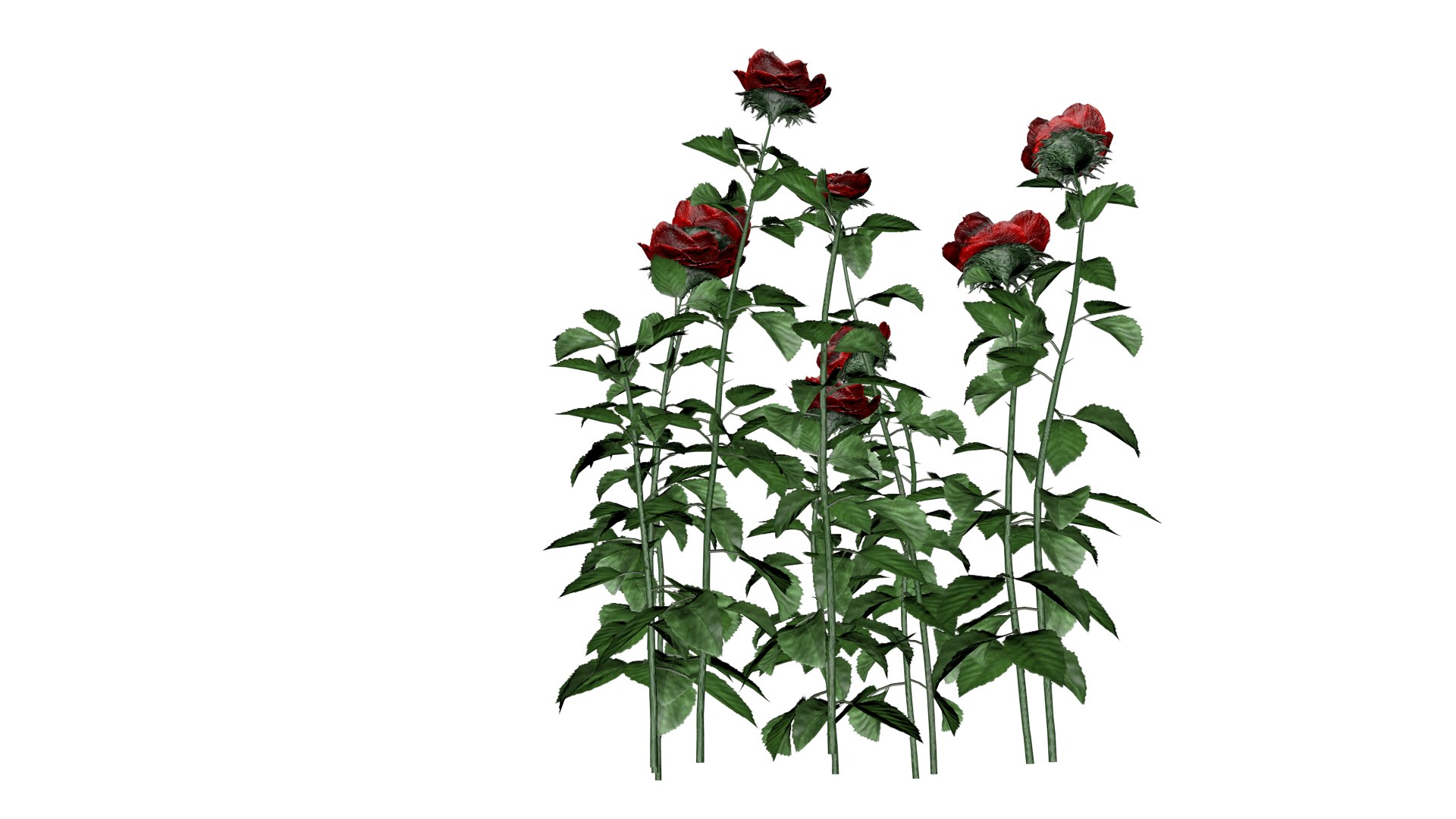 Red Rose Patch - 02 - 3D Model - TurboSquid 2372850