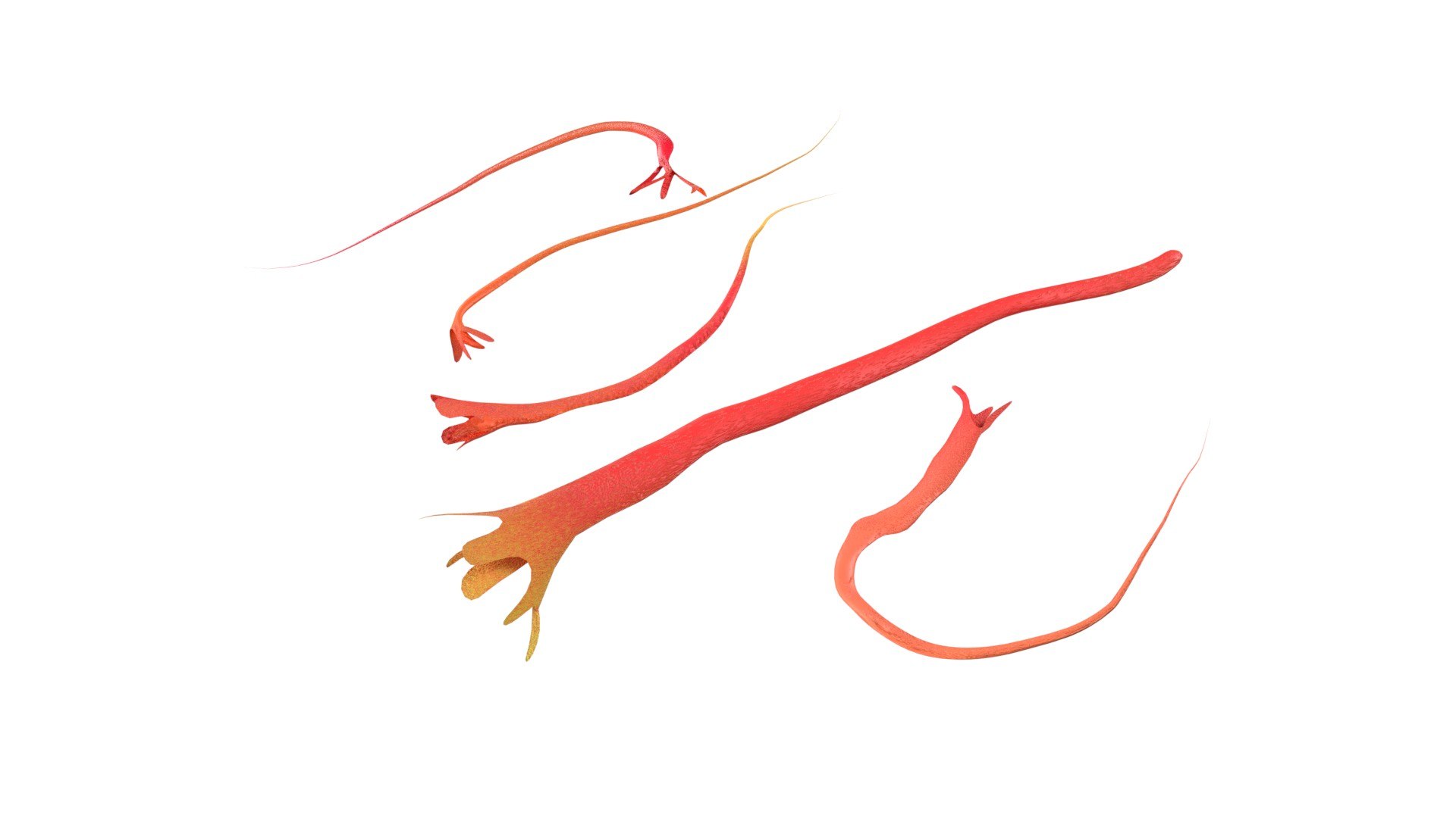 Saffron 3D Model - TurboSquid 2397344