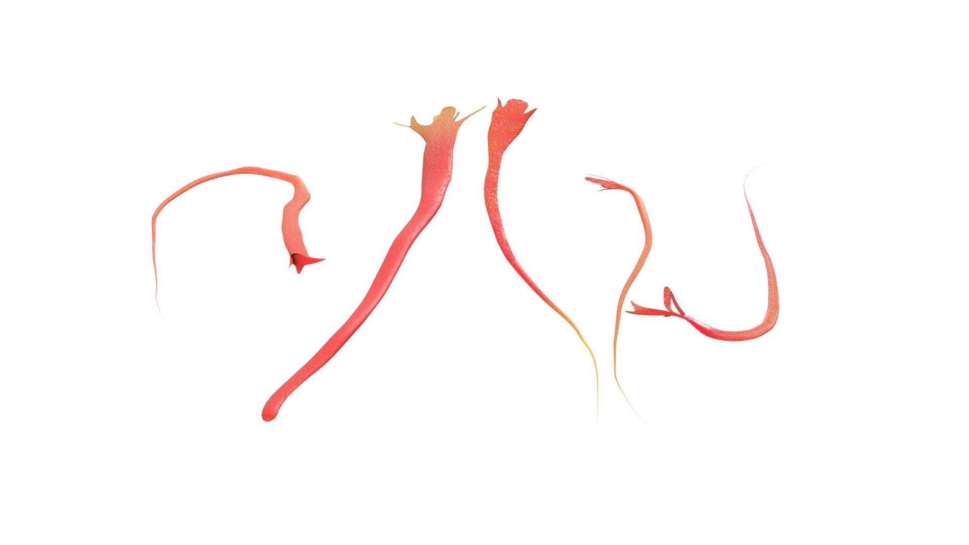 Saffron 3D Model - TurboSquid 2397344