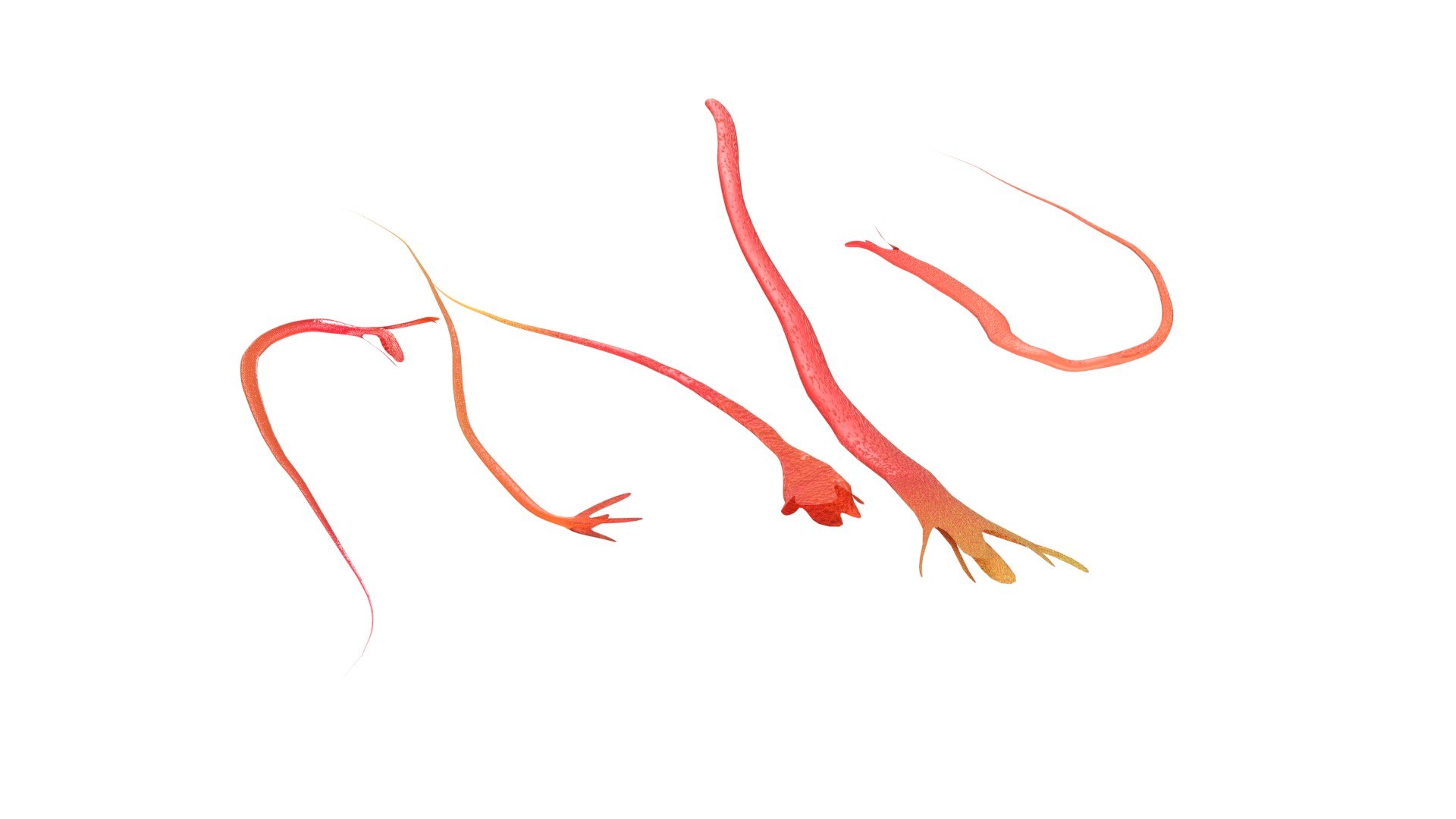 Saffron 3D Model - TurboSquid 2397344