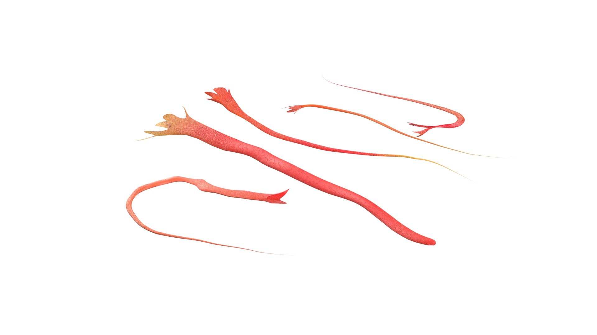 Saffron 3D Model - TurboSquid 2397344