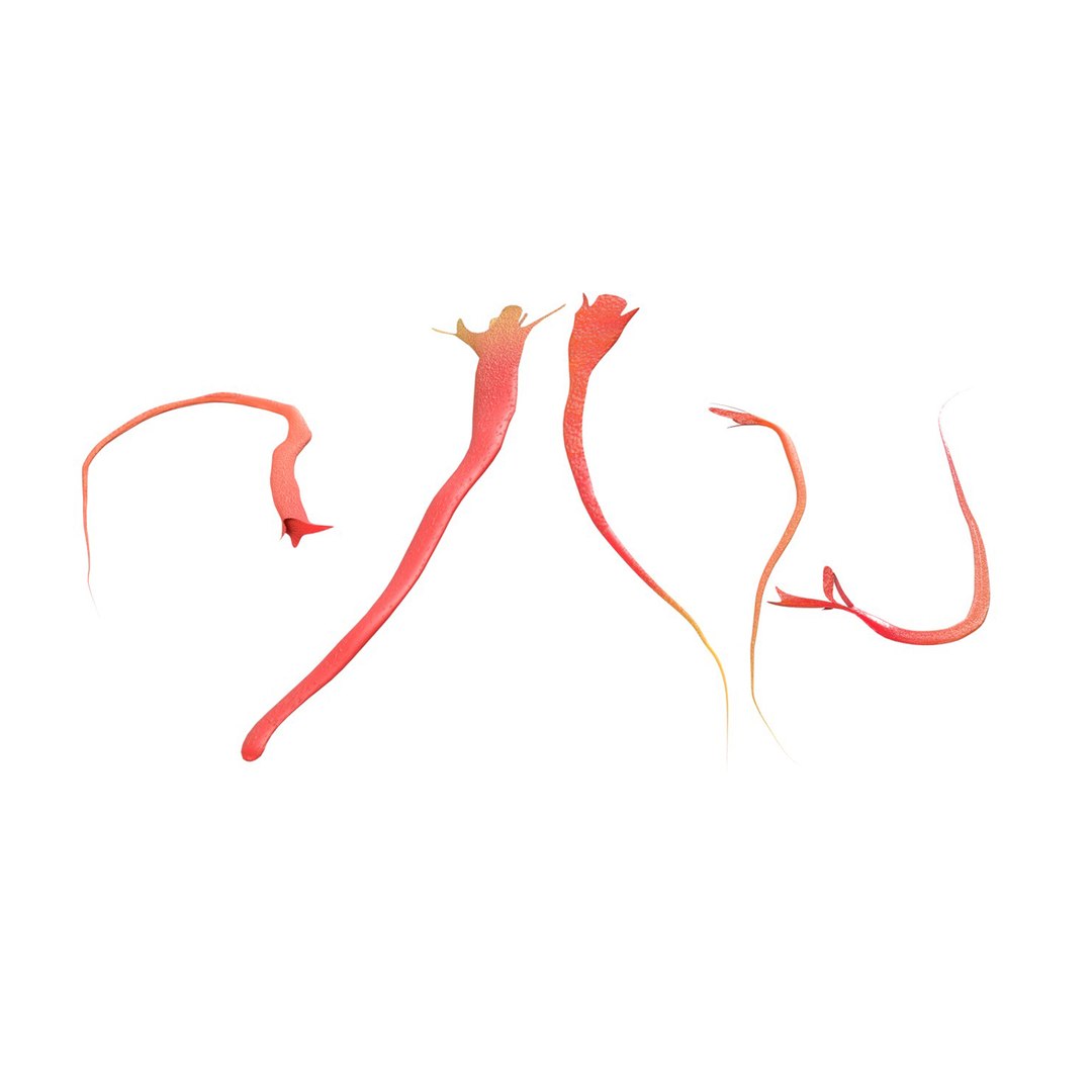 Saffron 3D Model - TurboSquid 2397344