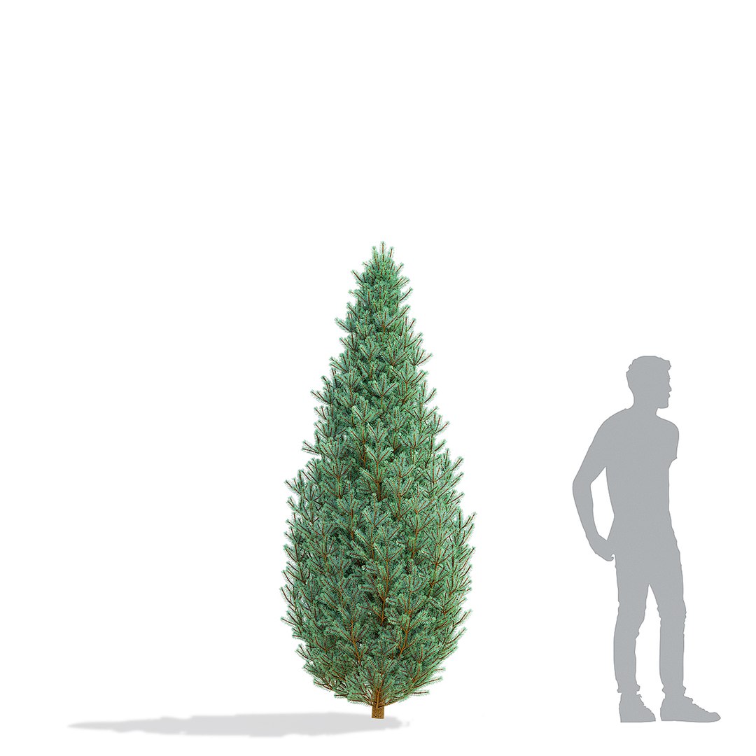 3D Picea Pungens Iseli Fastigiate - TurboSquid 2058592