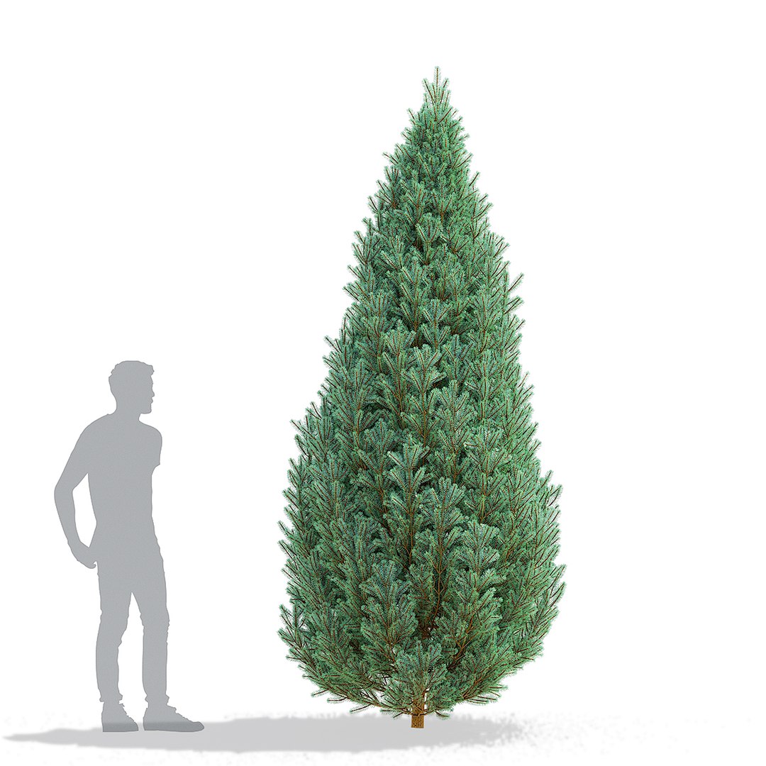 3D Picea Pungens Iseli Fastigiate - TurboSquid 2058592